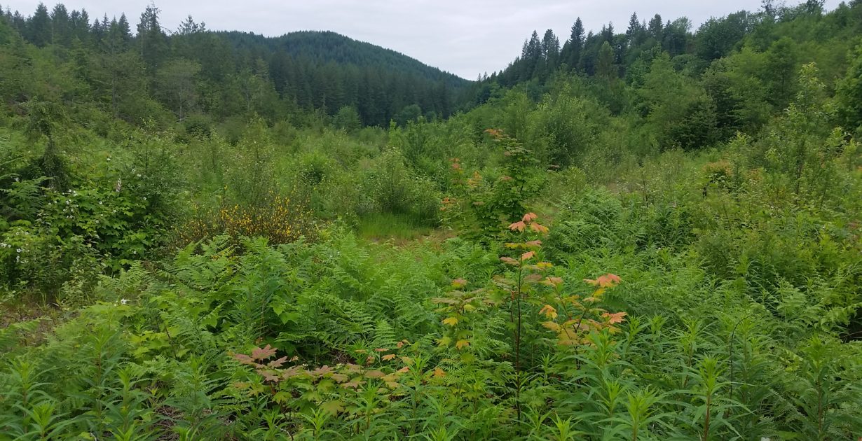 Why We’re Planting Oregon Trees in Washington - Mountains To Sound ...
