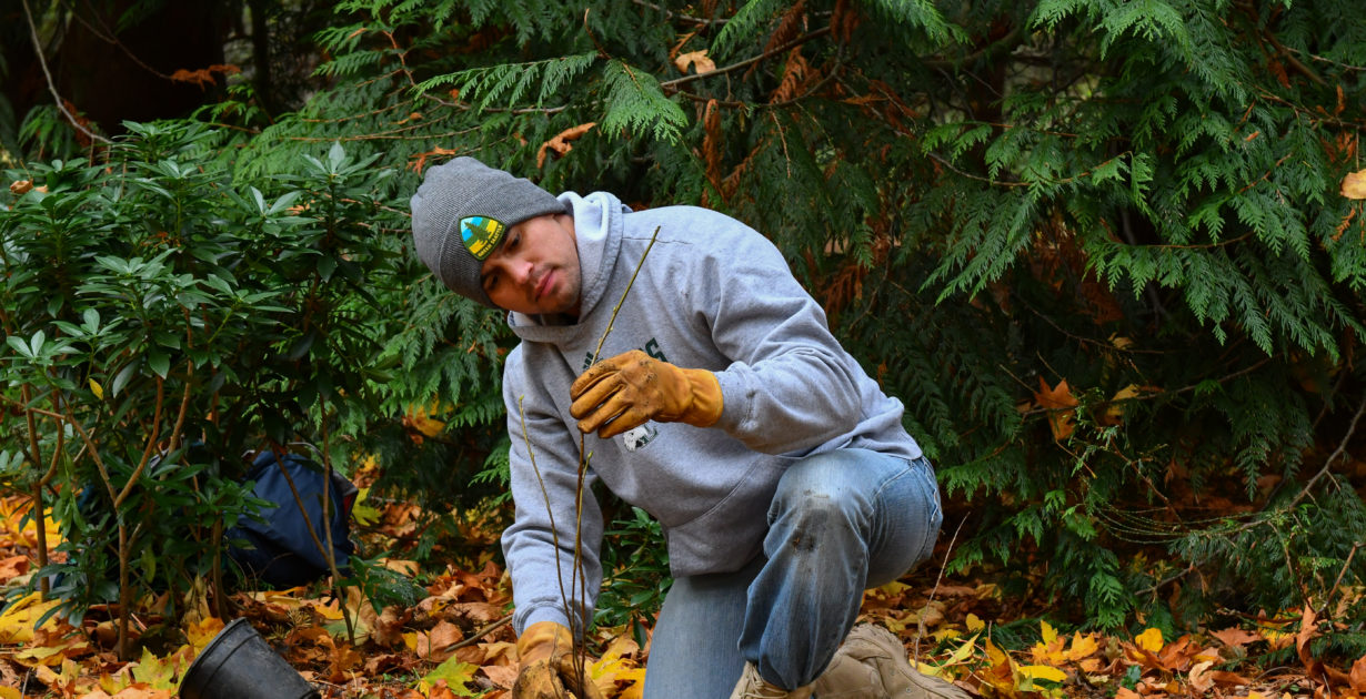 Tree Planting at Gallagher Hill Open Space - Mountains To Sound ...