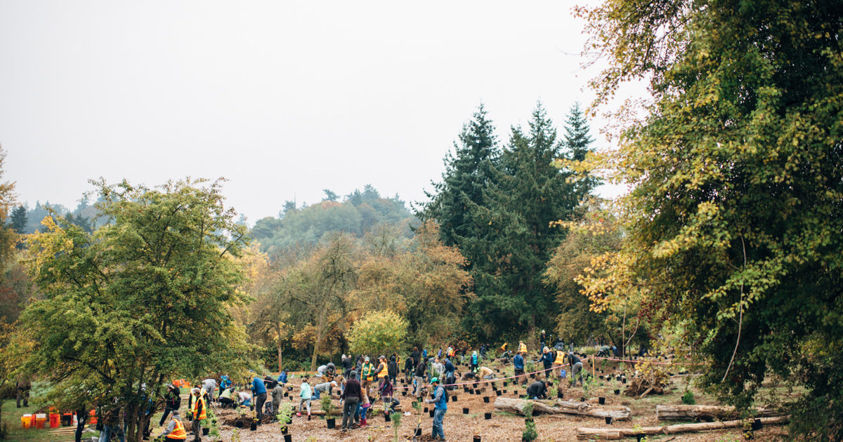 Volunteers Help Plant an Urban Forest - Mountains To Sound Greenway Trust