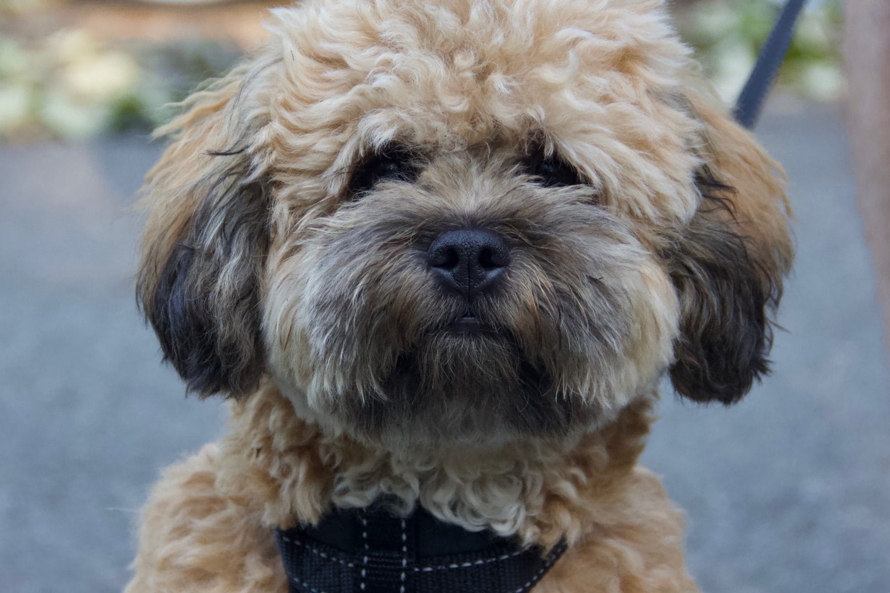 National Dog Day: Greenway Dogs - Mountains To Sound Greenway Trust