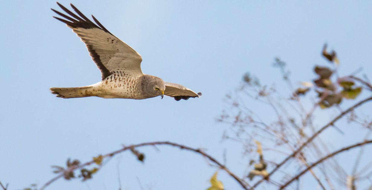 Samish/Skagit Flats Bird Walk - Mountains To Sound Greenway Trust