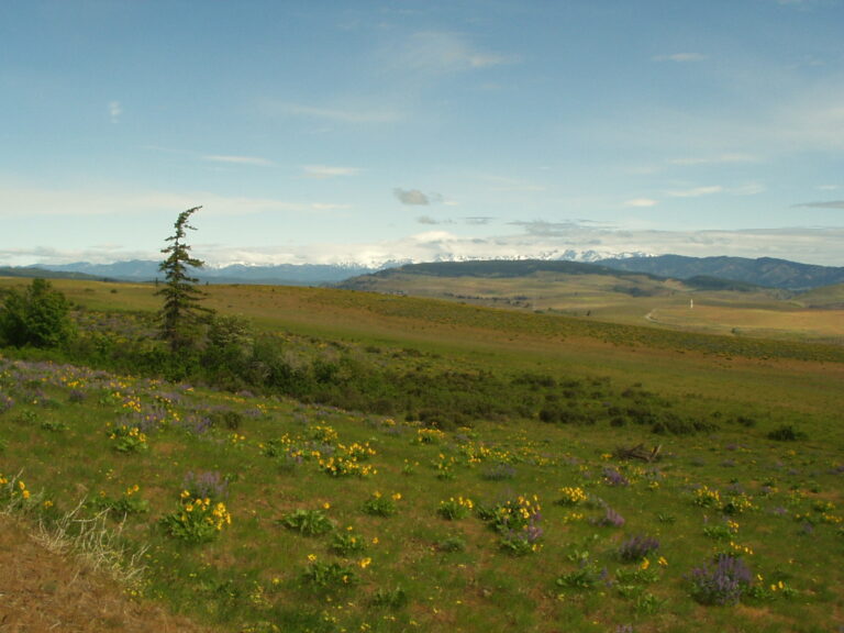 Wildlife Information and Viewing Area Archives - Mountains To Sound ...