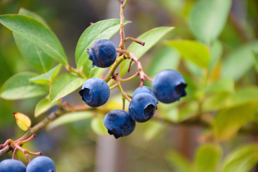 7 Spots for U-Pick Berries in the Snoqualmie Valley - Mountains To ...